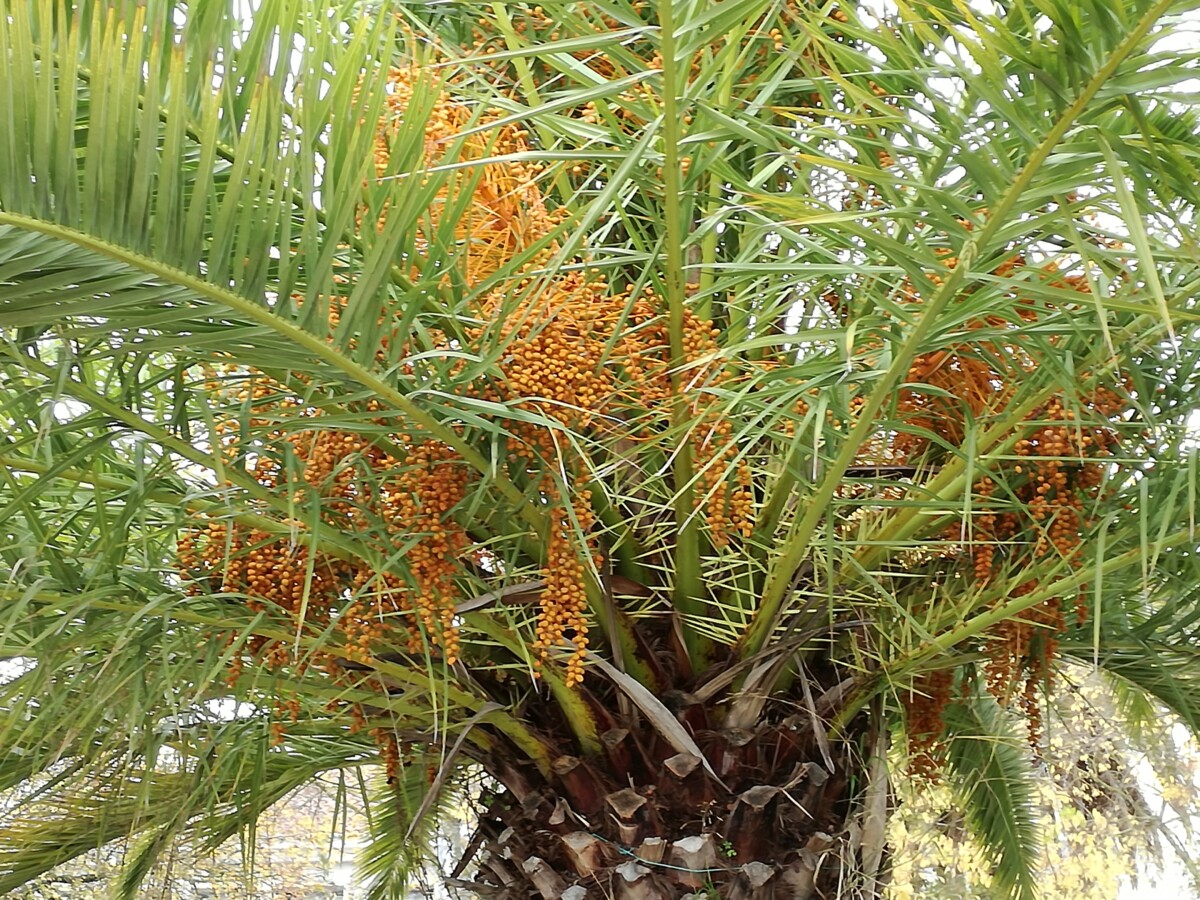 Palmbomen | Portugal Portal